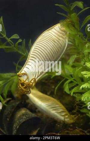 Egg Case Known As A Mermaid's Purse On The Sand Stock Photo - Alamy