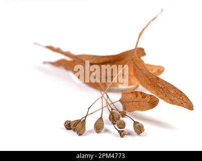 Dried seed of linden tree Stock Photo - Alamy
