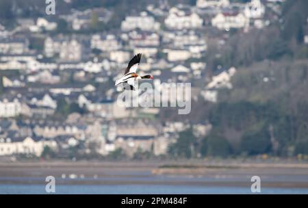 A Shelduck flying, Arnside, Milnthorpe, Cumbria, UK Stock Photo - Alamy