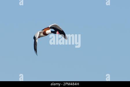 A Shelduck flying, Arnside, Milnthorpe, Cumbria, UK Stock Photo - Alamy