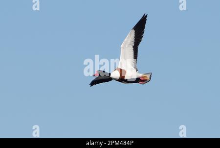 A Shelduck flying, Arnside, Milnthorpe, Cumbria, UK Stock Photo - Alamy