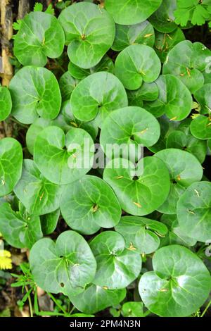 Asarum europaeum grows in the forest in the wild Stock Photo - Alamy