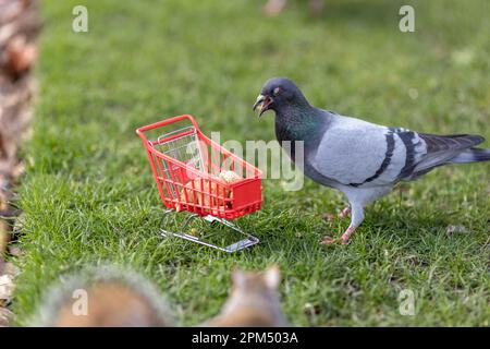 Pigeon with a Shopping cart Stock Photo - Alamy