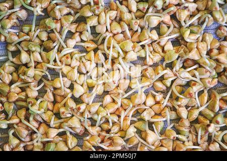 Germinated green buckwheat kernels with sprouts. Sprouted buckwheat ...