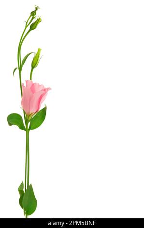 Beautiful eustoma flower isolated on white Stock Photo - Alamy