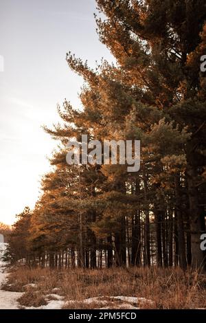 Dried Beige Grass Foliage with Snow Falling in Winter Near Lake Stock ...