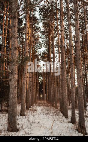 Forest of linear pine/evergreen trees by beige grass & snow at sunset ...