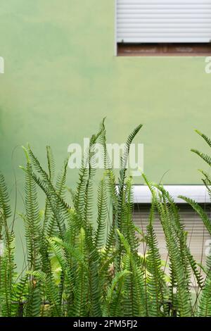 Fern growing in front of the green wall of the building background ...