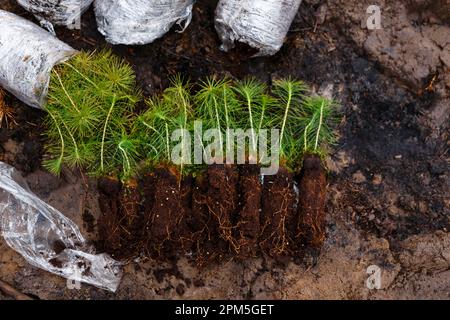 conifer saplings are planted before planting a forest in the spring ...