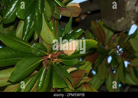Magnolie Frucht am Baum, mit Blättern, im Sommer Stock Photo - Alamy