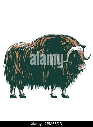 Muskox Musk Ox Musk-Ox or Musk Oxen Native to the Arctic Side View WPA ...