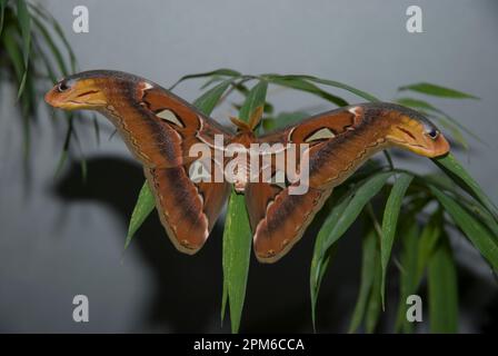 Giant Atlas Moth, Attacus atlas, with forewing which resembles a snake ...