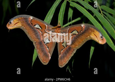 Giant Atlas Moth, Attacus atlas, with forewing which resembles a snake ...