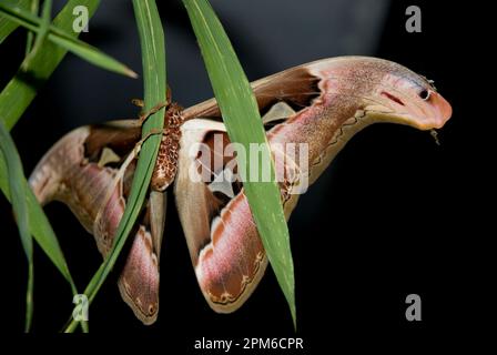 Giant Atlas Moth, Attacus atlas, with forewing which resembles a snake ...