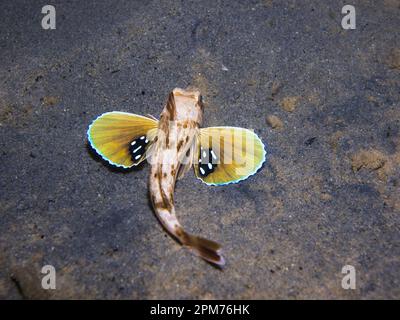A Bluefin gurnard fish (Chelidonichthys kumu) hiding in the sand Stock ...