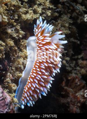 Silvertip nudibranch (Janolus capensis) closeup of it's front, light ...
