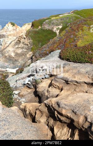 Scenic cliffside view at Bodega Head in California Stock Photo - Alamy