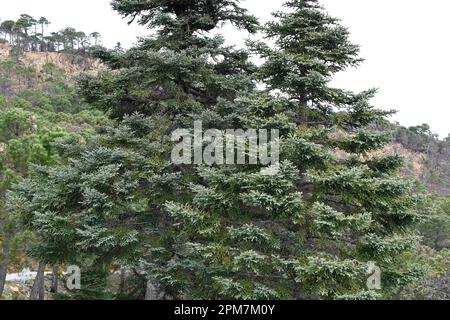 Spanish fir or pinsapo (Abies pinsapo) evergreen tree endemic to ...