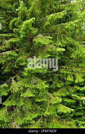 European spruce (Picea abies) evergreen tree green foliage Stock Photo - Alamy
