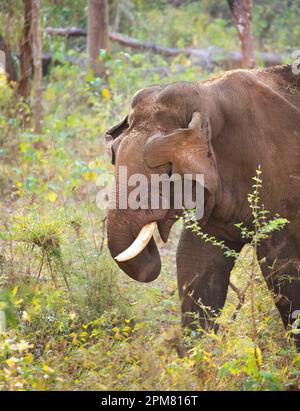 AN ADORABLE image of a naughty tusker playing peek a boo with ears has ...