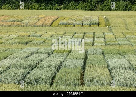Wheat crop trial at INRAE RENNES (National Research Institute for ...