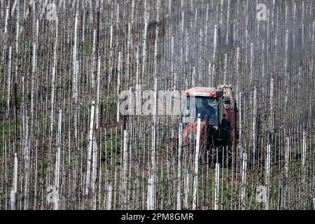 Dohna, Germany. 12th Apr, 2023. Silvio Stumpf, farmer, spreads ...