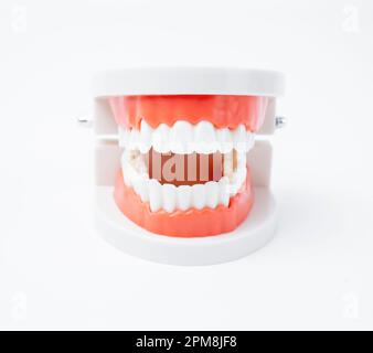 acrylic human jaw model for studying oral hygiene Stock Photo - Alamy