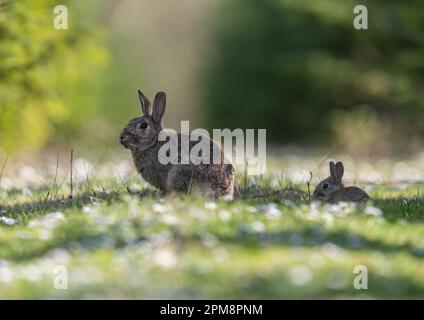 Cute mother and baby bunny rabbits kissing on fresh green grass on a ...