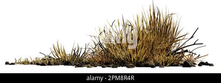 desert scene cut-out, dry plants isolated on white background banner ...