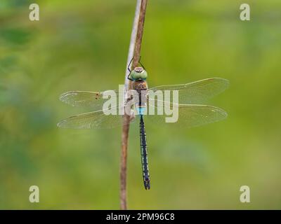 lesser emperor dragonfly (Anax parthenope), males fighting for females ...