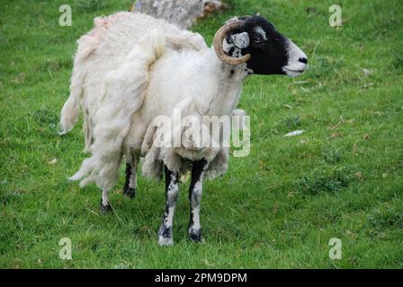 Sheep partially shedding the woollen coat naturally and looking ...