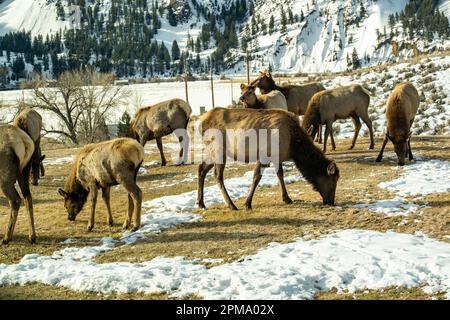 Local Elk grazing Stock Photo - Alamy