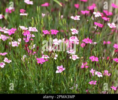 Carnation garden grows and blooms in the open ground Stock Photo - Alamy