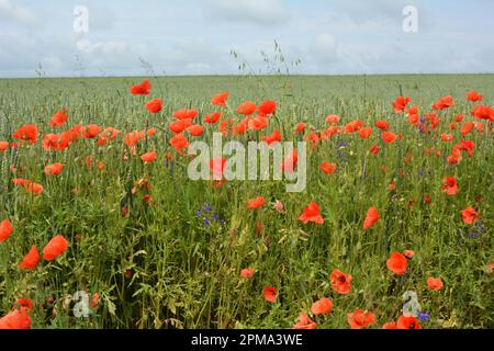Wild poppy that grows like a weed on a farm field among crops Stock ...