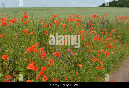 Wild poppy that grows like a weed on a farm field among crops Stock ...