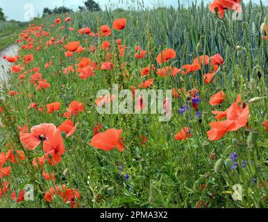Wild poppy that grows like a weed on a farm field among crops Stock ...