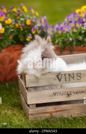Teddy dwarf rabbit Stock Photo - Alamy