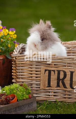 Teddy dwarf rabbit Stock Photo - Alamy
