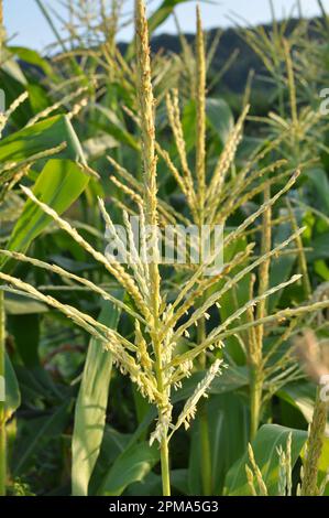 On the farm field blooms panicle corn Stock Photo - Alamy