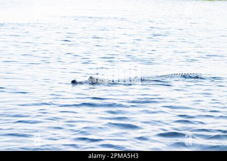 An alligator slides across the water in the Florida Everglades while ...