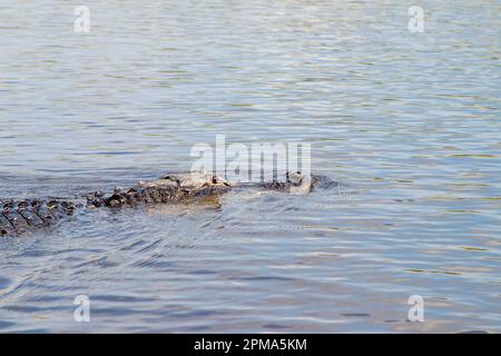 An alligator slides across the water in the Florida Everglades while ...