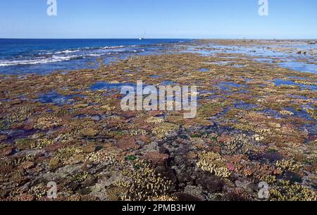 The exposed reef flat at Heron Island, Great Barrier Reef, Australia ...