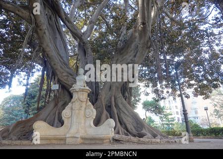 Valencia, Mammutbaum, Ficus Marophylla // Valencia, Giant Tree, Ficus ...