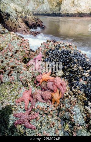 California mussels, Mytilus californianus, Partington Cove, Big Sur ...