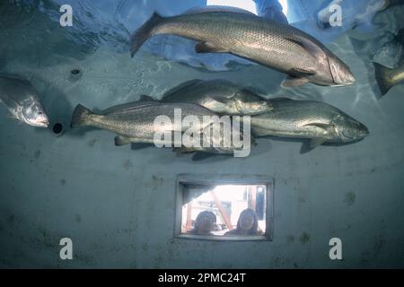 totoaba or totuava, Totoaba macdonaldi, threatened species, due to ...