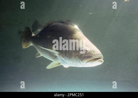 totoaba or totuava, Totoaba macdonaldi, threatened species, due to ...