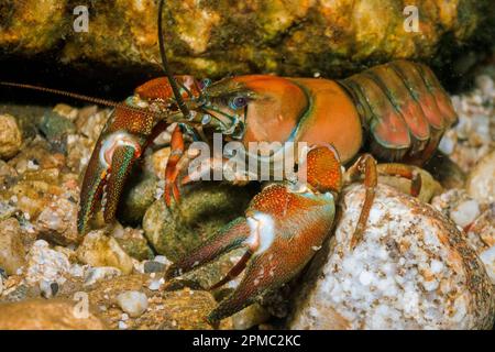 signal crayfish, Pacifastacus leniusculus, Big Sur River, Big Sur ...