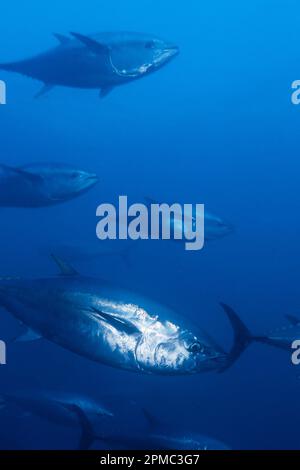 Pacific Ocean bluefin tuna, Thunnus orientalis, pen-raised, Los ...