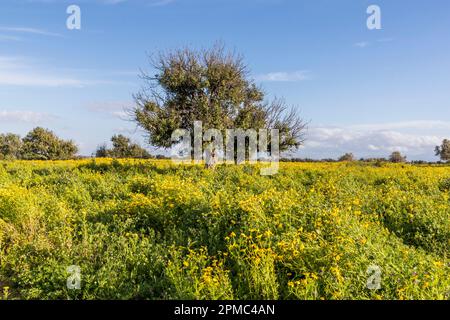Carob trees in Cyprus Stock Photo - Alamy