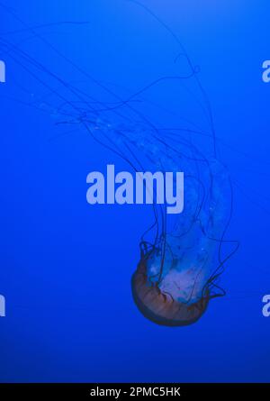Jellyfish or Pacific Sea Nettle floating in a blue-lit aquarium tank ...